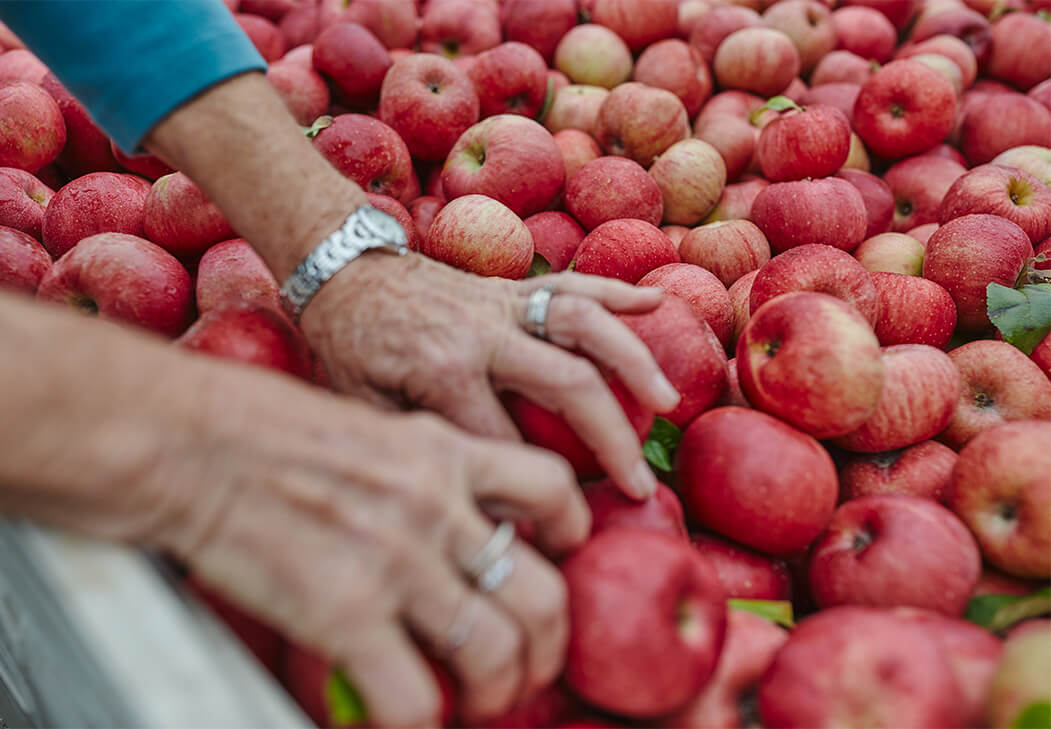 About Us | Knouse Foodservice